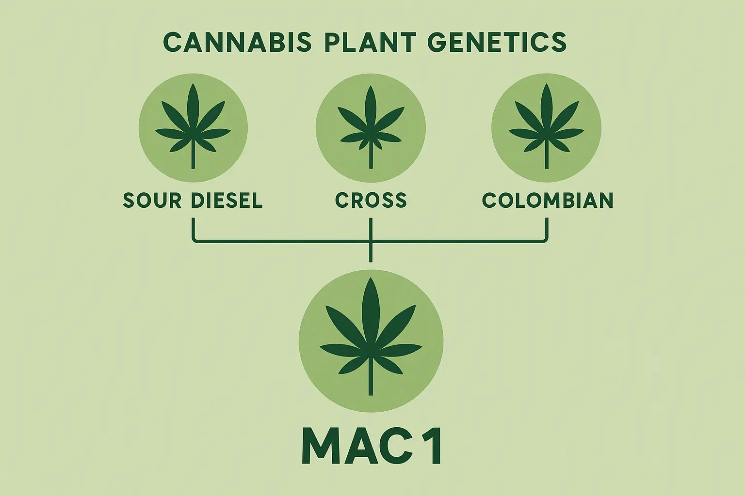 MAC 1 Strain: Premium Hybrid Worth It | TEN$CARTS